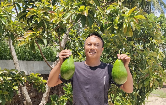 Alpukat Jumbo Jadi Trend, Bagaimana Prospek Lahan Di Kab. Rembang ...
