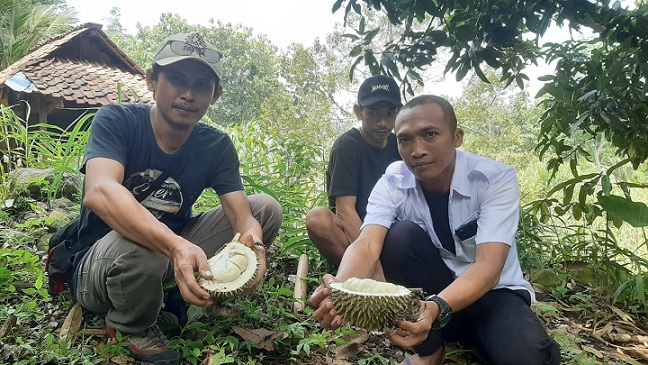 Mengenal Tumbu Si Durian Tertua, Hingga Durian Nanas!! Semua Ada Di ...